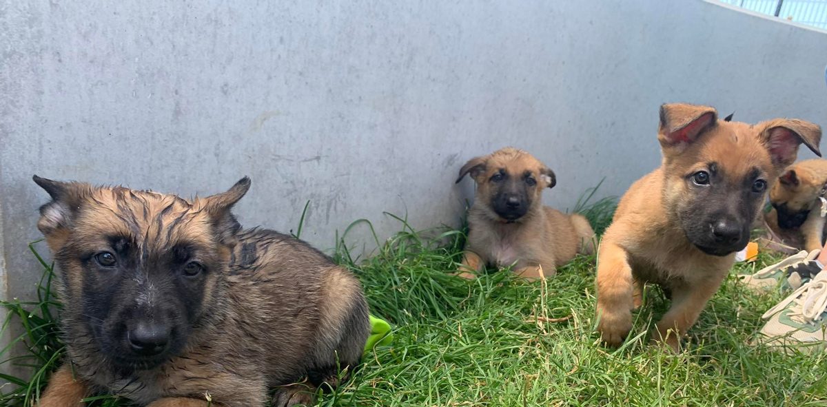 Adopter un chiot - Veeweyde